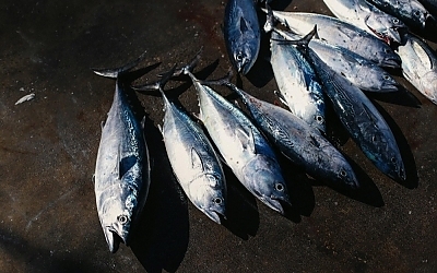 Tuna Fishing Tips and Techniques for Key West Anglers